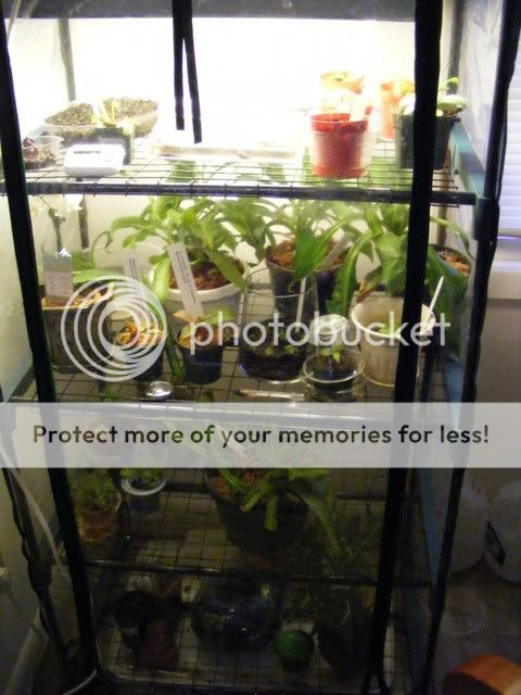 __Sarah's Indoor Greenhouse 2/23 (Lots-o-Pics)__ - FlyTrapCare Forums